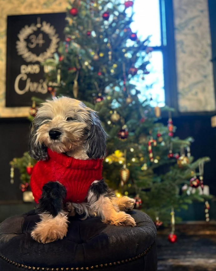 Christmas - Roebuck Hampstead